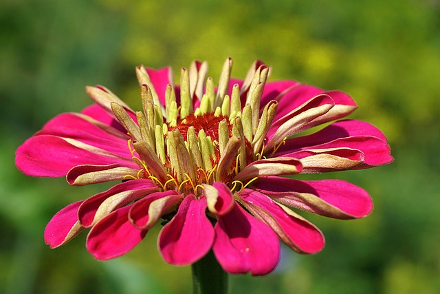 Fleur Zinnia De - Photo gratuite sur Pixabay - Pixabay
