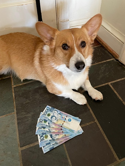 Corgi Dinheiro Filipino Peso Moeda - Foto gratuita no Pixabay - Pixabay