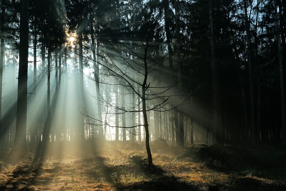Landscape Wooded Area Sunbeams - Free photo on Pixabay - Pixabay