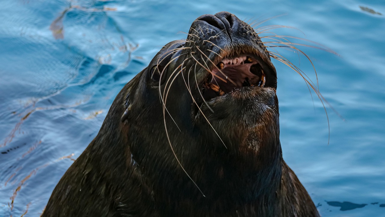 Sea Lion Seal - Free photo on Pixabay - Pixabay