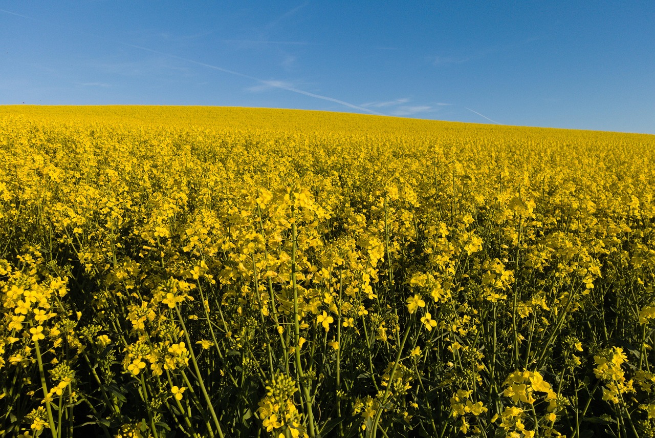 Canola Agricultura Flor - Foto gratis en Pixabay - Pixabay