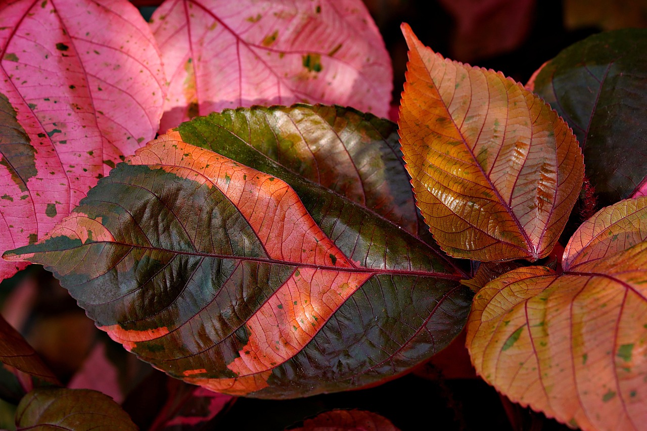 Acalypha Wilkensia Flora Nature - Free photo on Pixabay