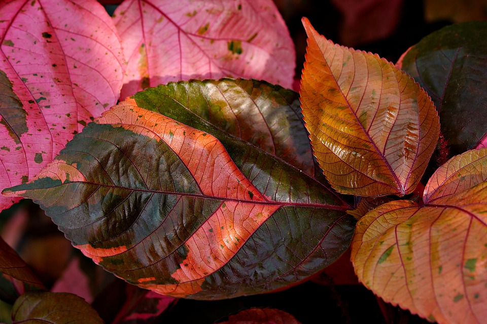 Acalypha Wilkensia Flora Nature - Free photo on Pixabay
