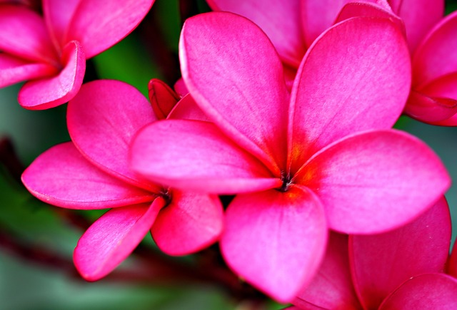 Kamboja Flora Bunga - Foto gratis di Pixabay - Pixabay