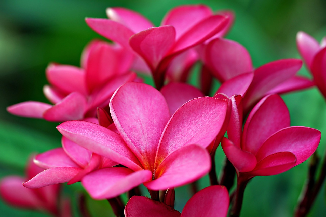 Araliya Plumeria Flower Sri - Free photo on Pixabay
