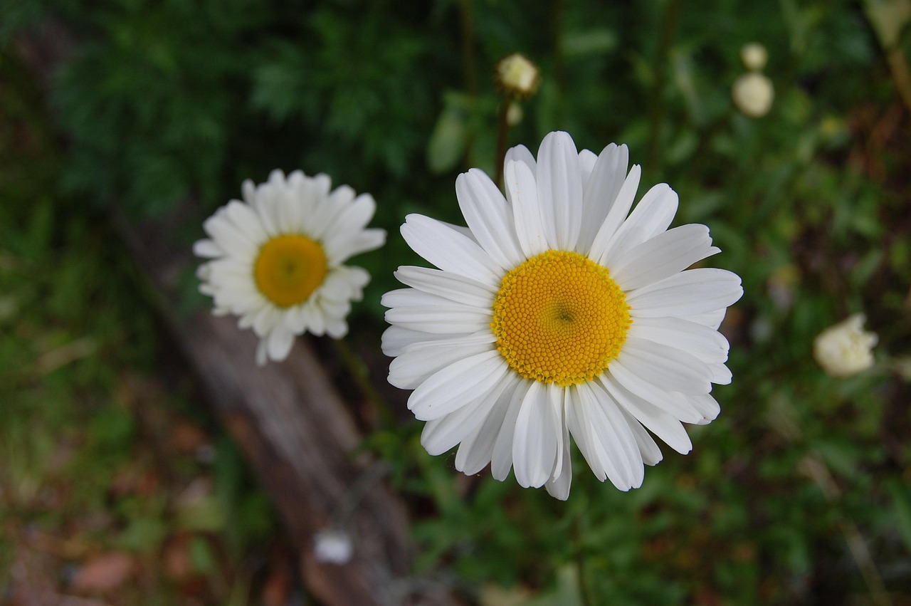 Bunga Aster Padang Rumput - Foto gratis di Pixabay - Pixabay