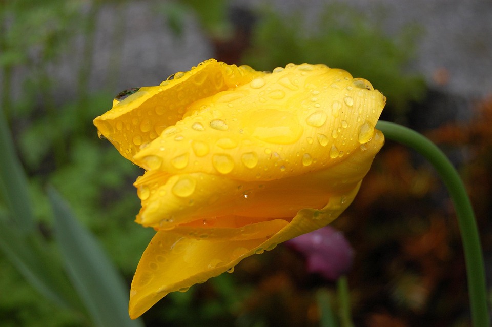 Flower Rain Plant - Free photo on Pixabay - Pixabay