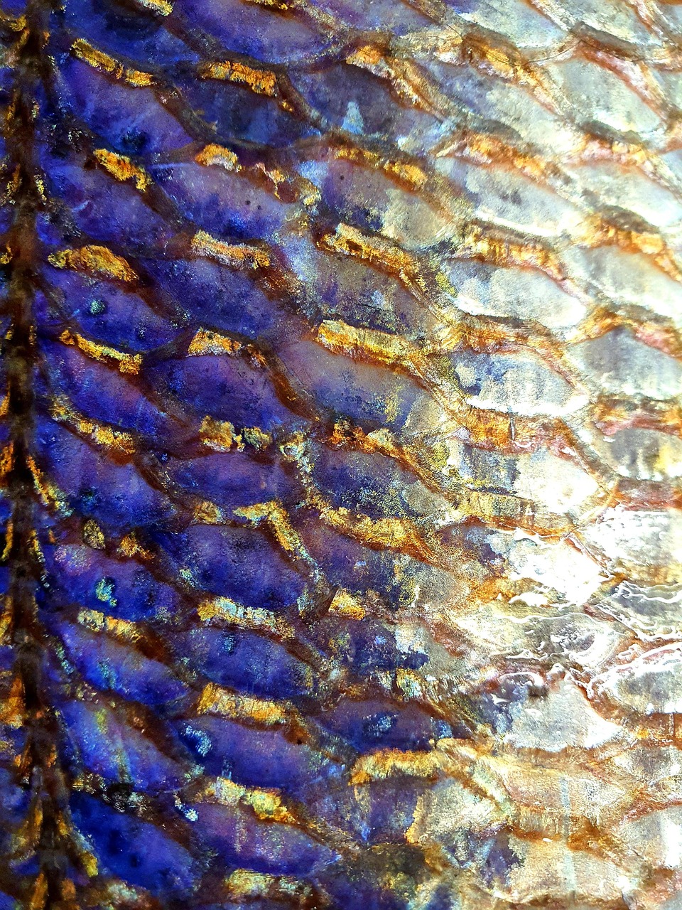 Peces Animal Azul - Foto gratis en Pixabay - Pixabay