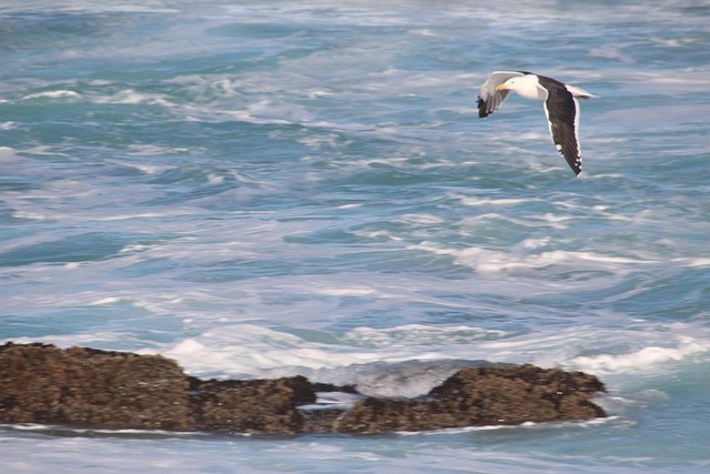 Bird Ocean Nature - Free photo on Pixabay