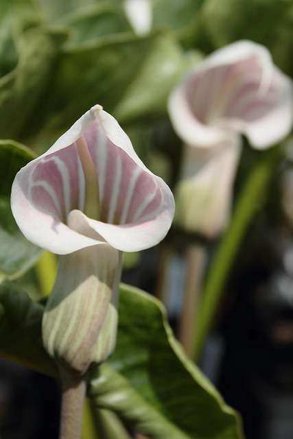 Tropical Plant Funnel Flower - Free photo on Pixabay