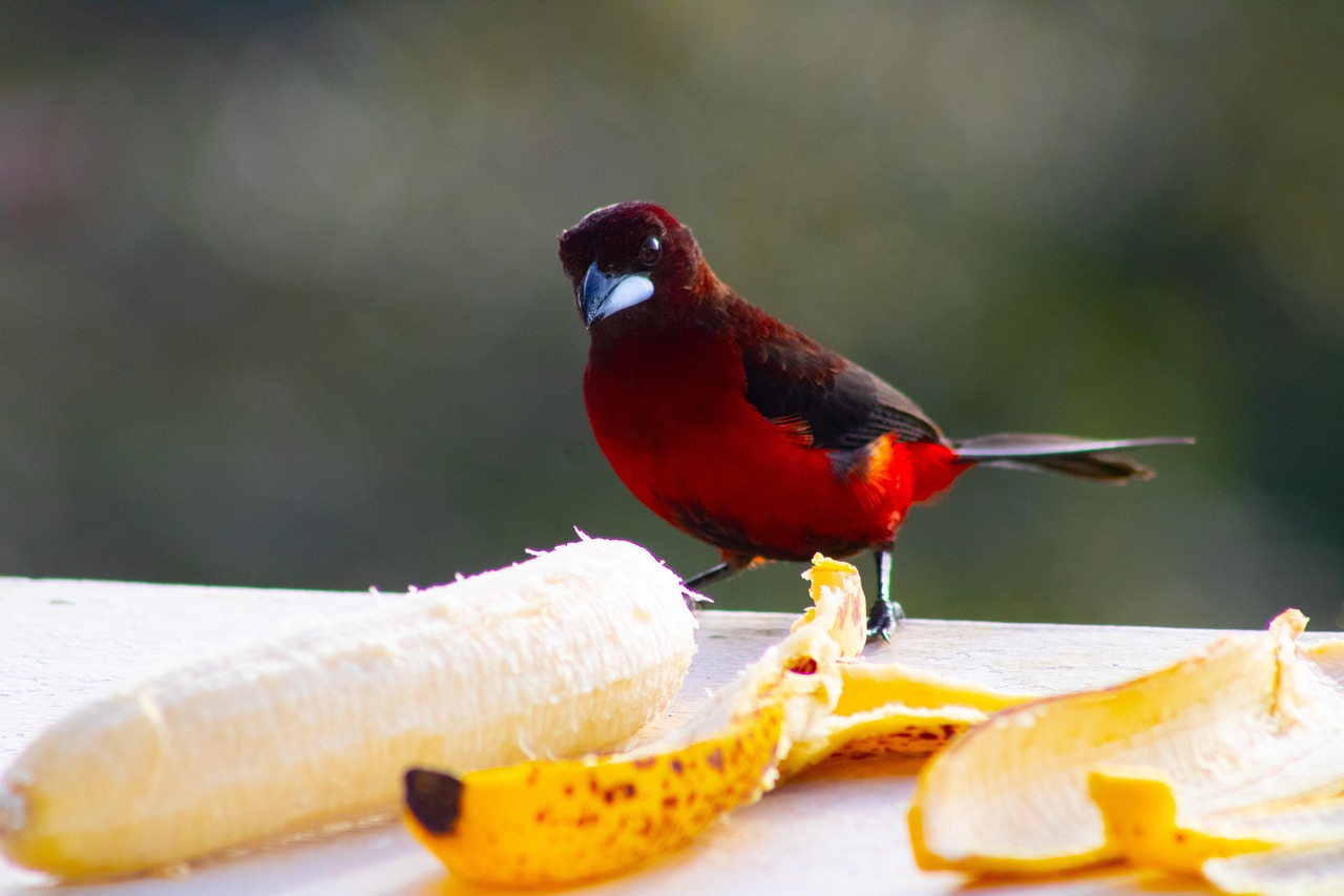 Pájaro Plátano Comida - Foto gratis en Pixabay - Pixabay
