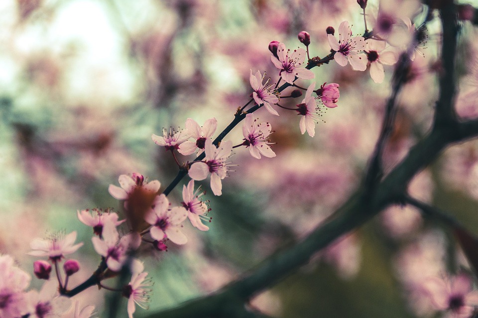 Cherry Blossoms Flowers Petals - Free photo on Pixabay - Pixabay