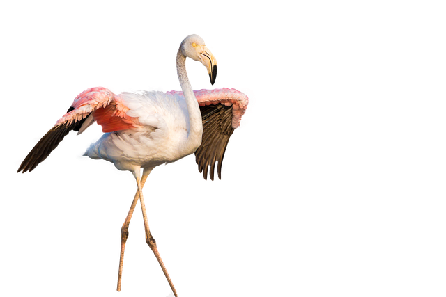 Download Flamingo Bird Animal Wildlife Royalty-Free Stock Illustration ...