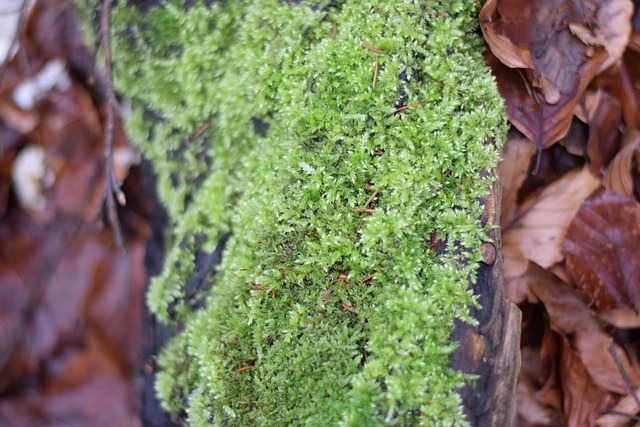 Mousse Forêt La Nature Sol De - Photo gratuite sur Pixabay - Pixabay