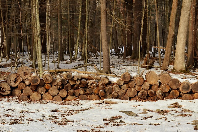 Forest Animal Log - Free photo on Pixabay - Pixabay