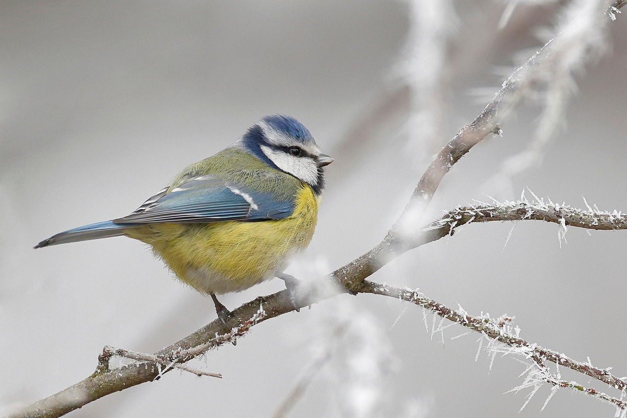Bird Great Tit Blue Eurasian - Free photo on Pixabay
