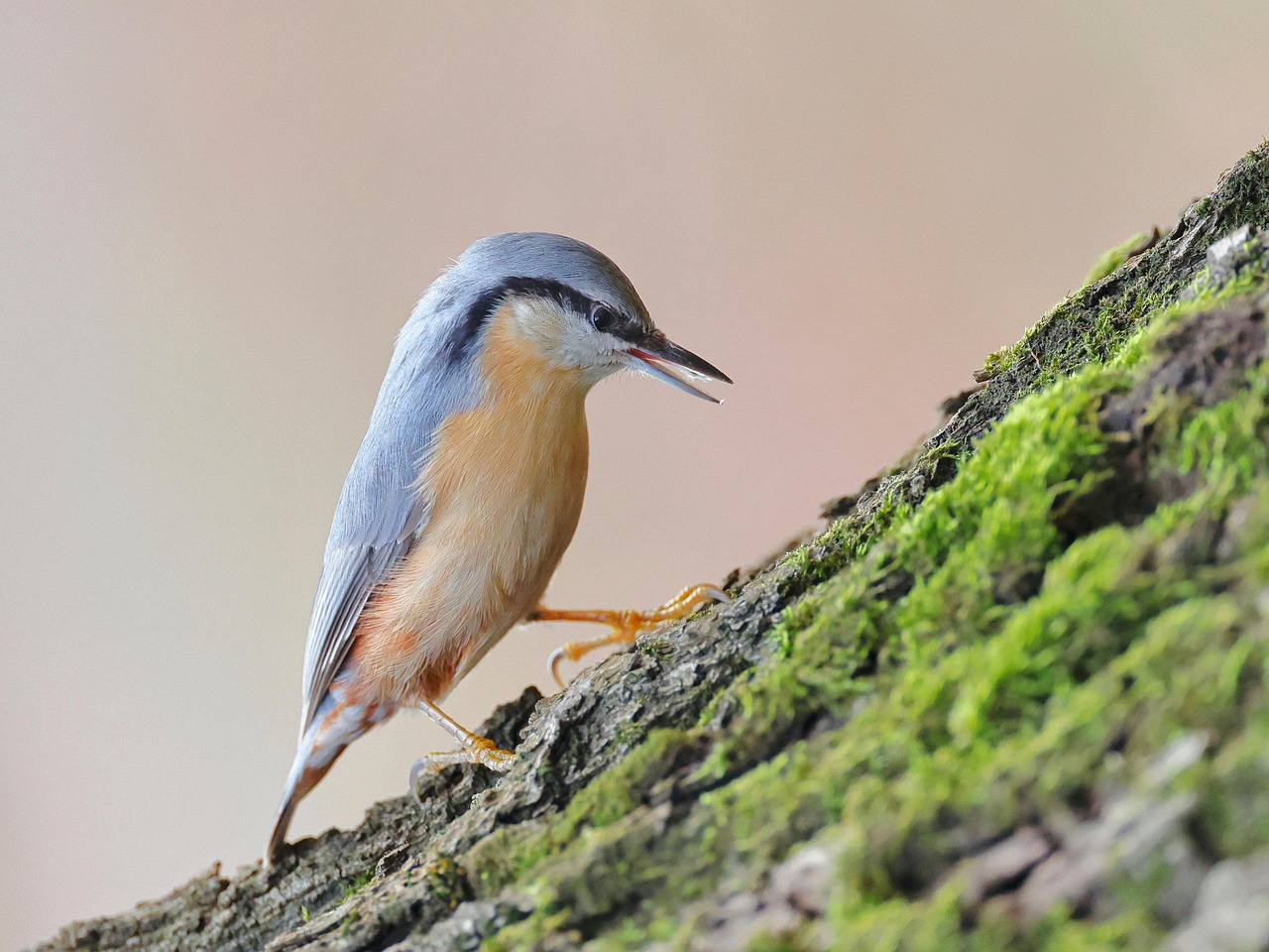 Pájaro Trepador Azul Animal - Foto gratis en Pixabay - Pixabay