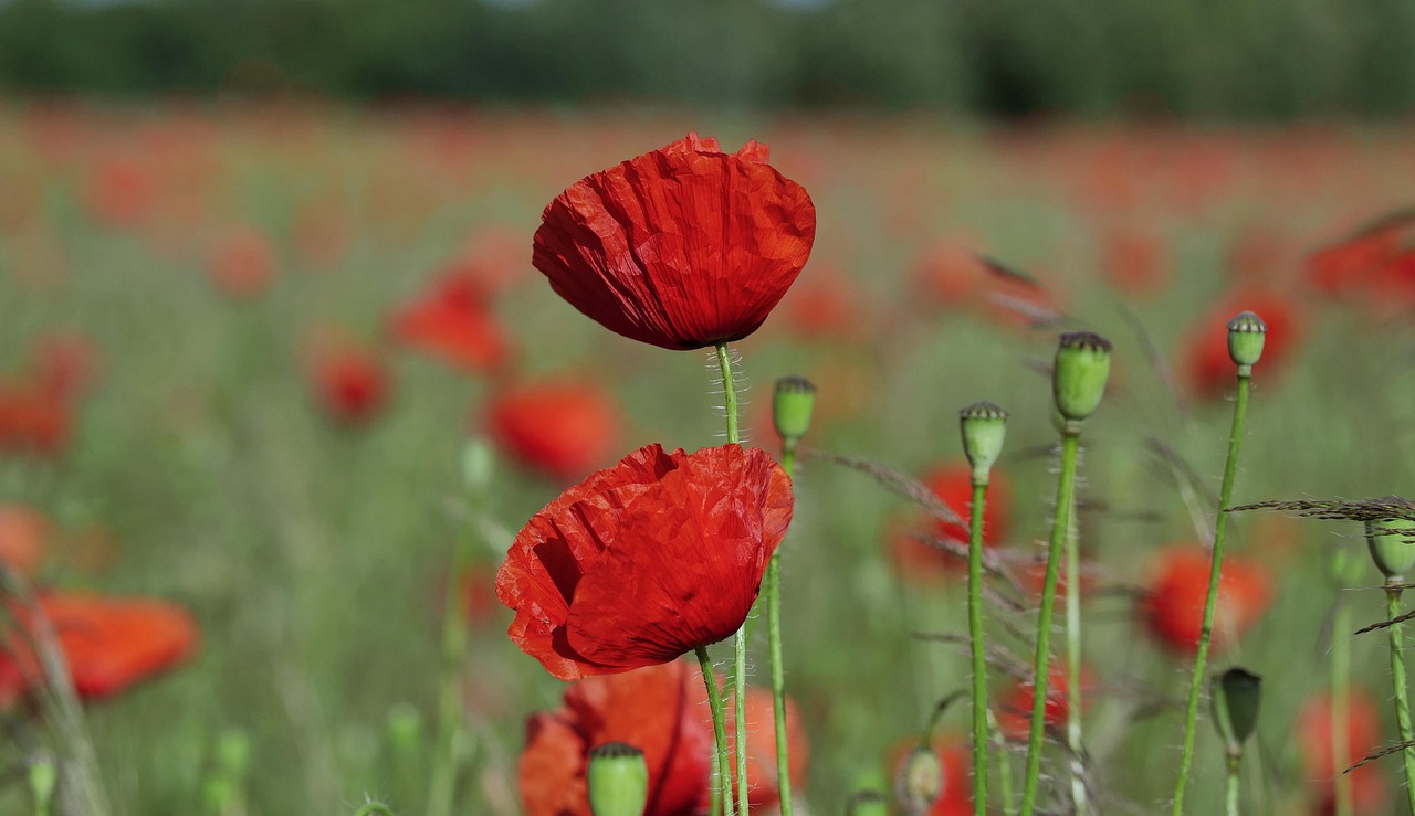 Mohnblumen Blumen Wiese - Kostenloses Foto auf Pixabay - Pixabay