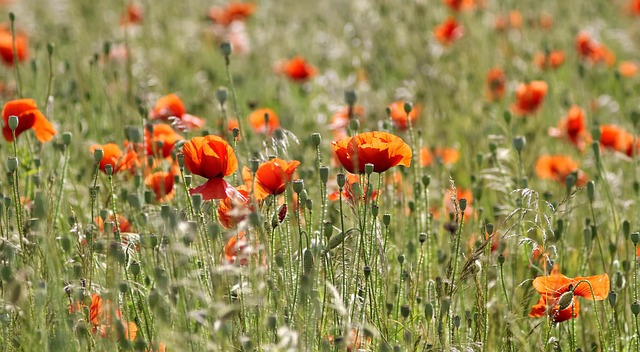 Vallmofält Blomsteräng Sommar - Gratis foto på Pixabay - Pixabay