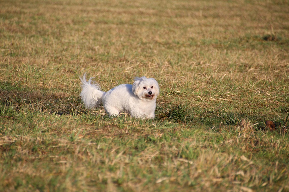 Dog Puppy White Small - Free photo on Pixabay