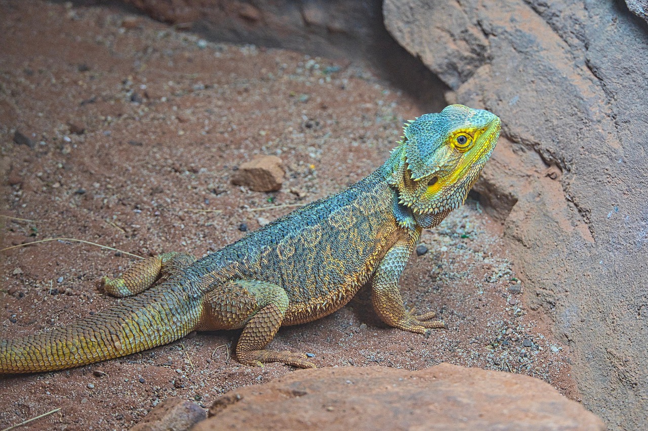 Lizard Reptile Colourful - Free photo on Pixabay - Pixabay