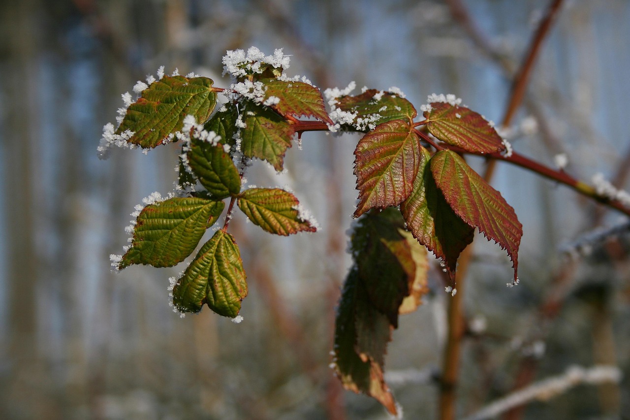 Branch Woods Nature Blackberry - Free photo on Pixabay