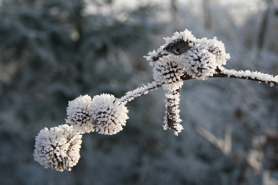 Winter Natur Jahreszeit - Kostenloses Foto auf Pixabay - Pixabay