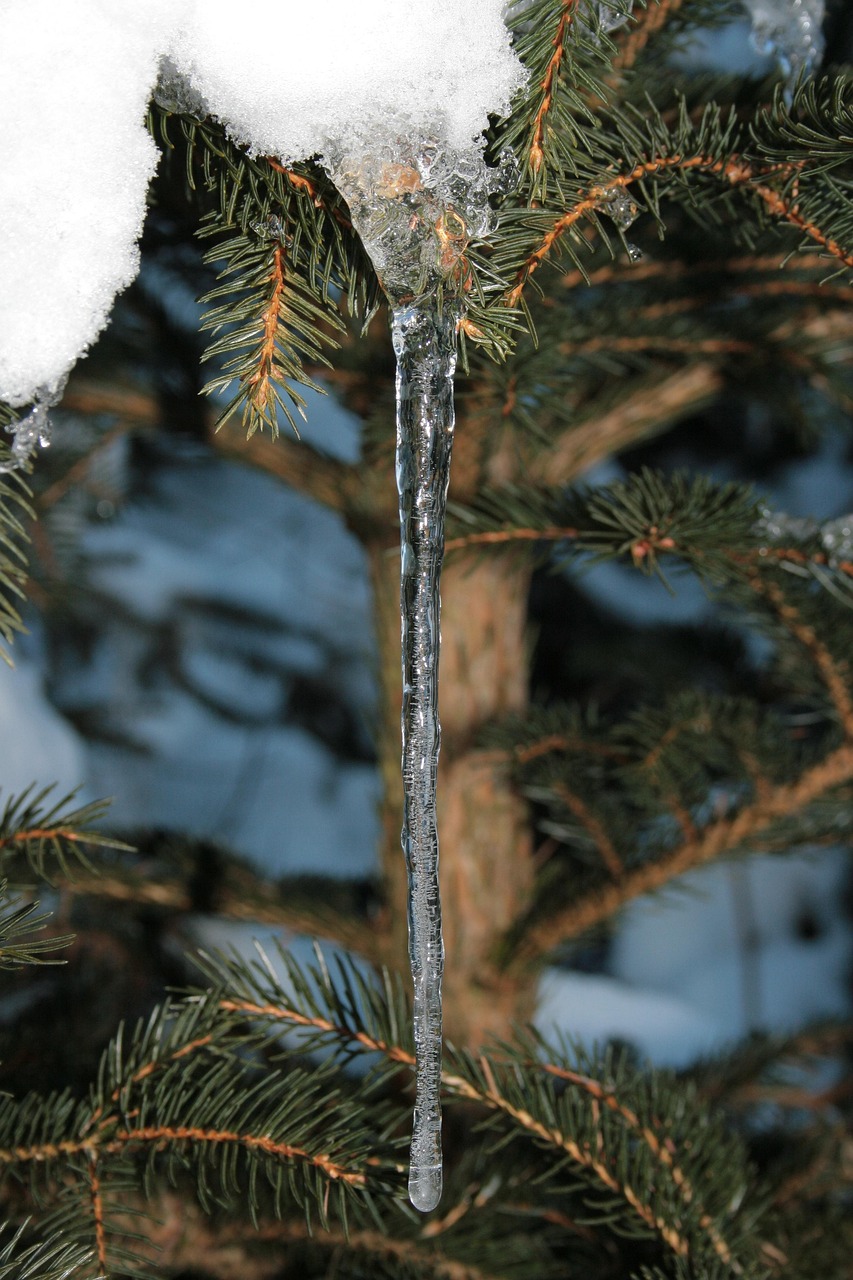 Spruce Branch Snow - Free photo on Pixabay - Pixabay