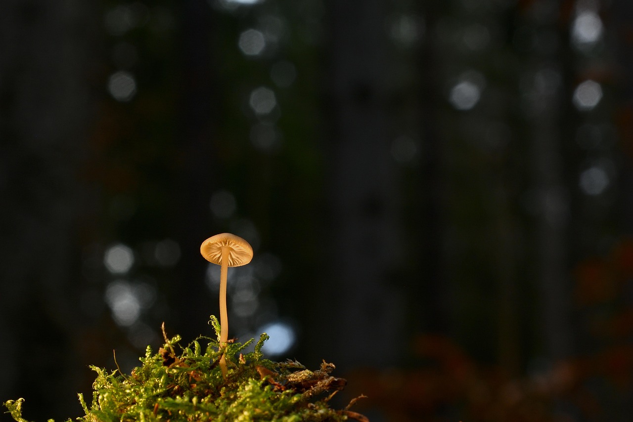 Mushroom Disc Fungus Helmling - Free photo on Pixabay - Pixabay