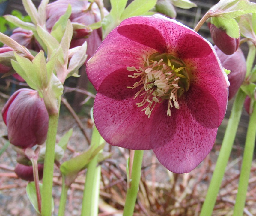 Hellebore Flower Winter - Free photo on Pixabay - Pixabay