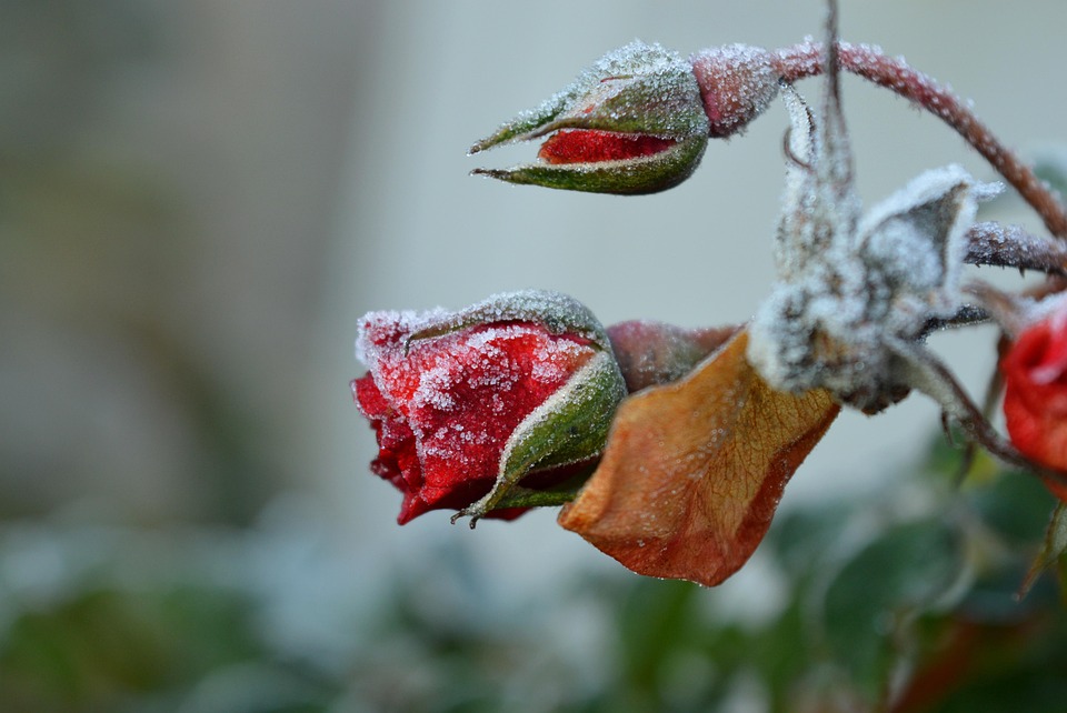 Red Roses Blossoms Frozen - Free photo on Pixabay