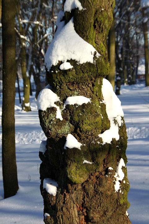 Winter Baum Krasnal - Kostenloses Foto auf Pixabay
