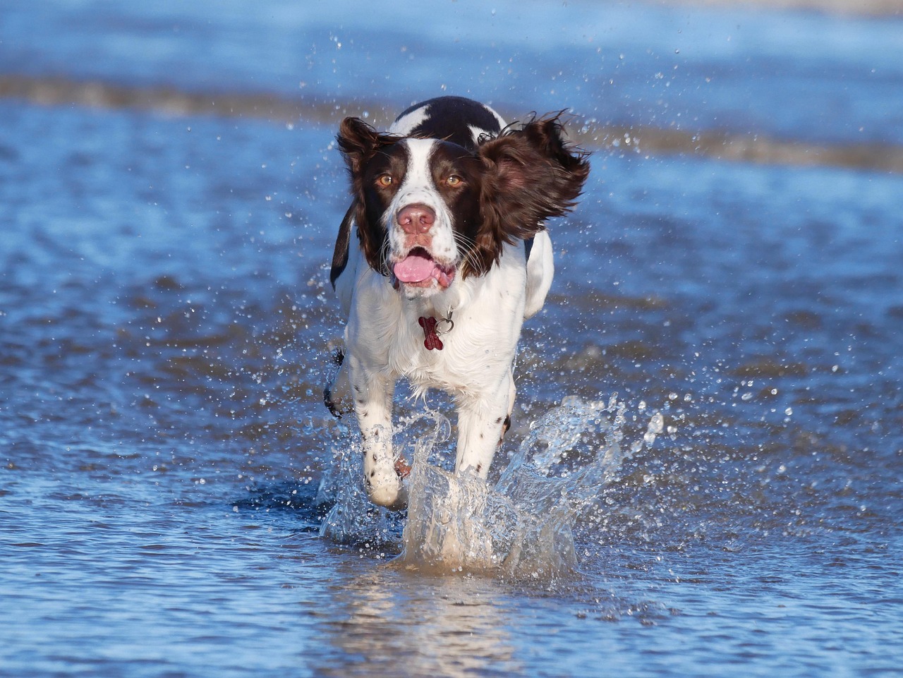 Cachorro Filhote De - Foto gratuita no Pixabay - Pixabay