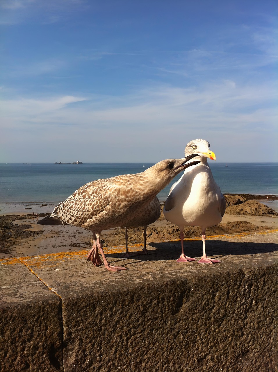 Möwen Essen Zusammen Seevögel Meer - Kostenloses Foto auf Pixabay - Pixabay