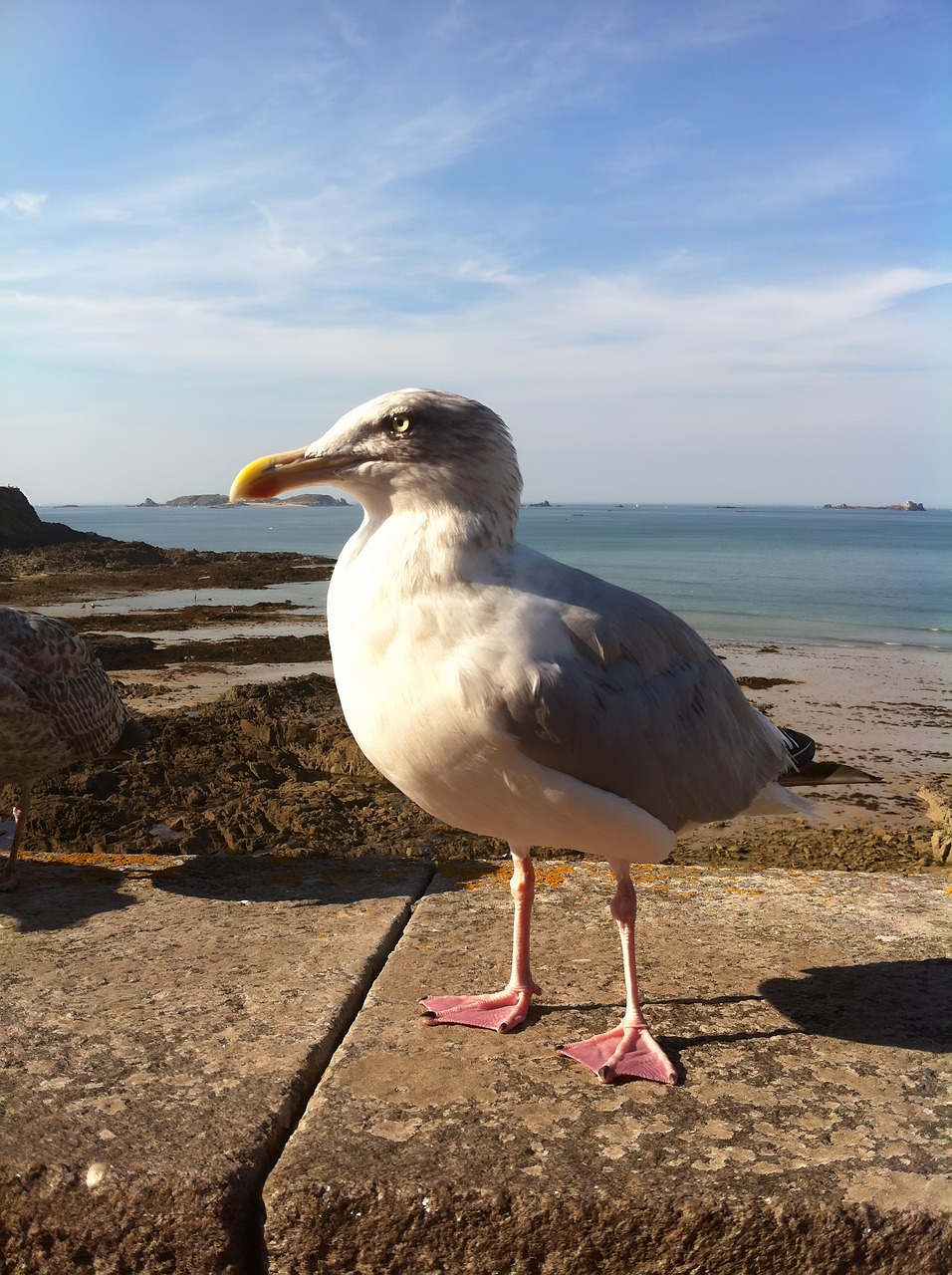 Goéland Mouette Oiseau Marin Bord - Photo gratuite sur Pixabay - Pixabay