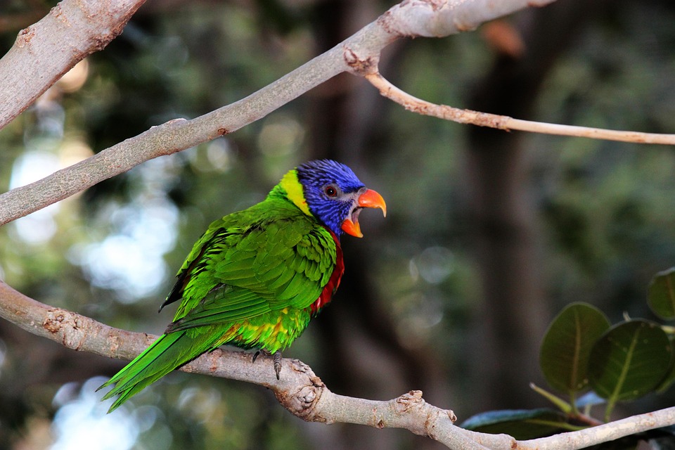 Bird Sunset Lorikeet Ornithology - Free photo on Pixabay - Pixabay