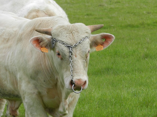 Cow Chain Metal Nose Ruminant - Free photo on Pixabay - Pixabay