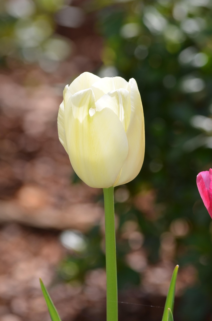 Tulip White Flower - Free photo on Pixabay