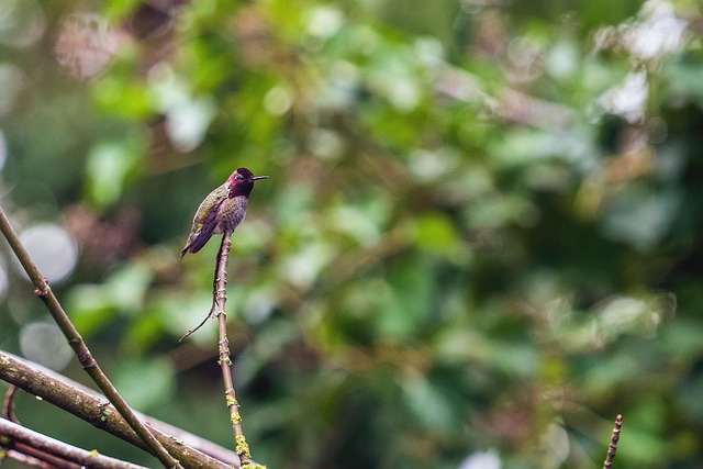 Hummingbird Tree Bird - Free photo on Pixabay
