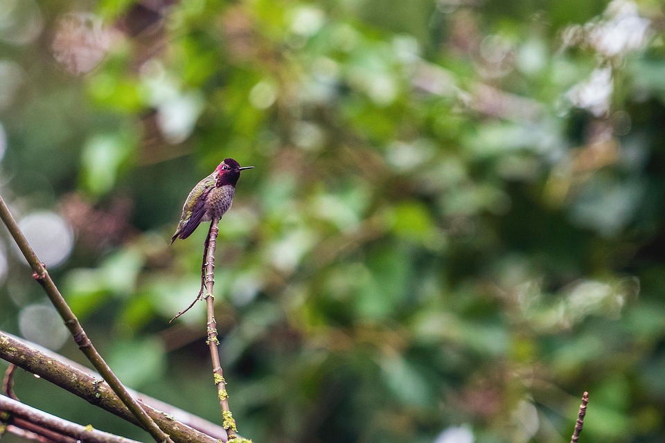 Hummingbird Tree Bird - Free photo on Pixabay