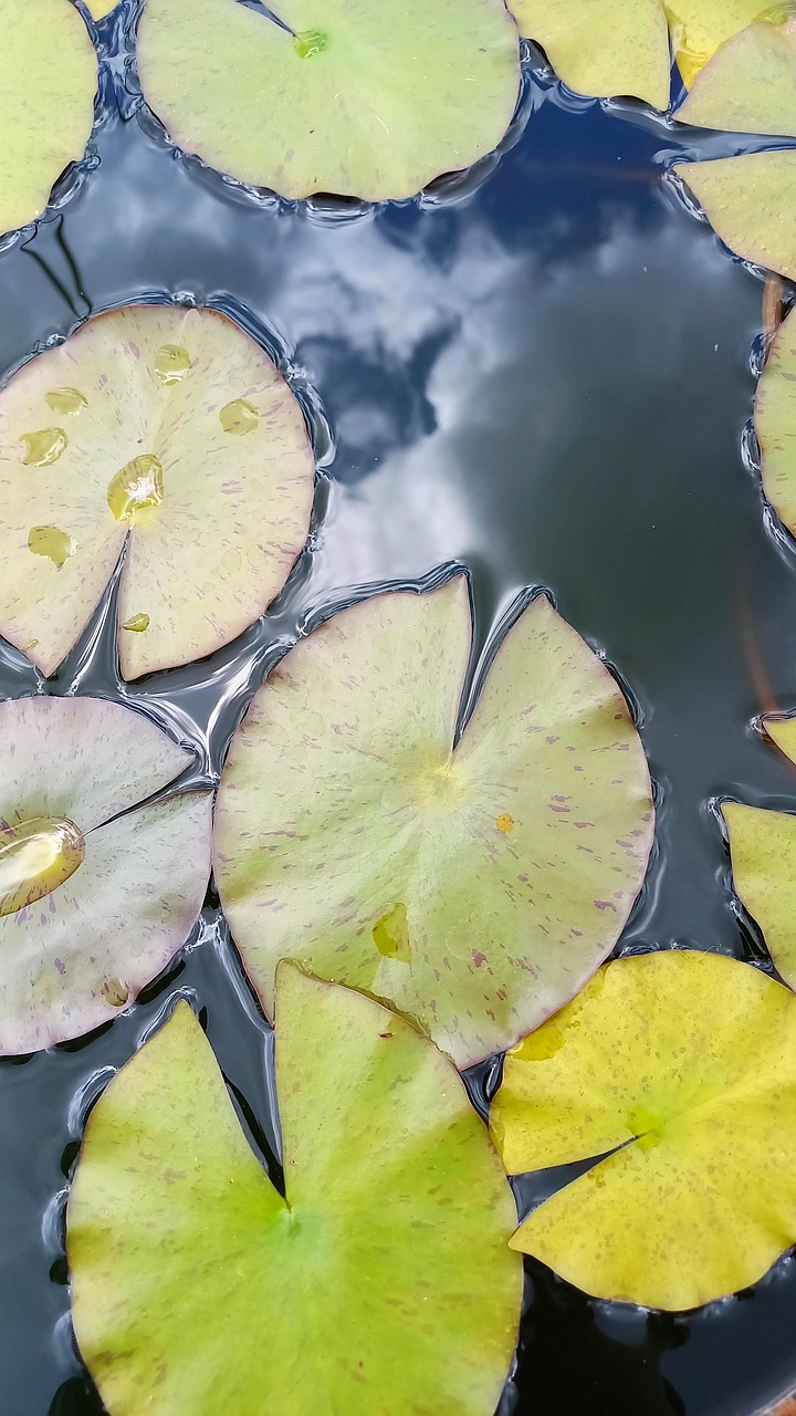 Lirios De Agua Nenúfares Estanque - Foto gratis en Pixabay - Pixabay