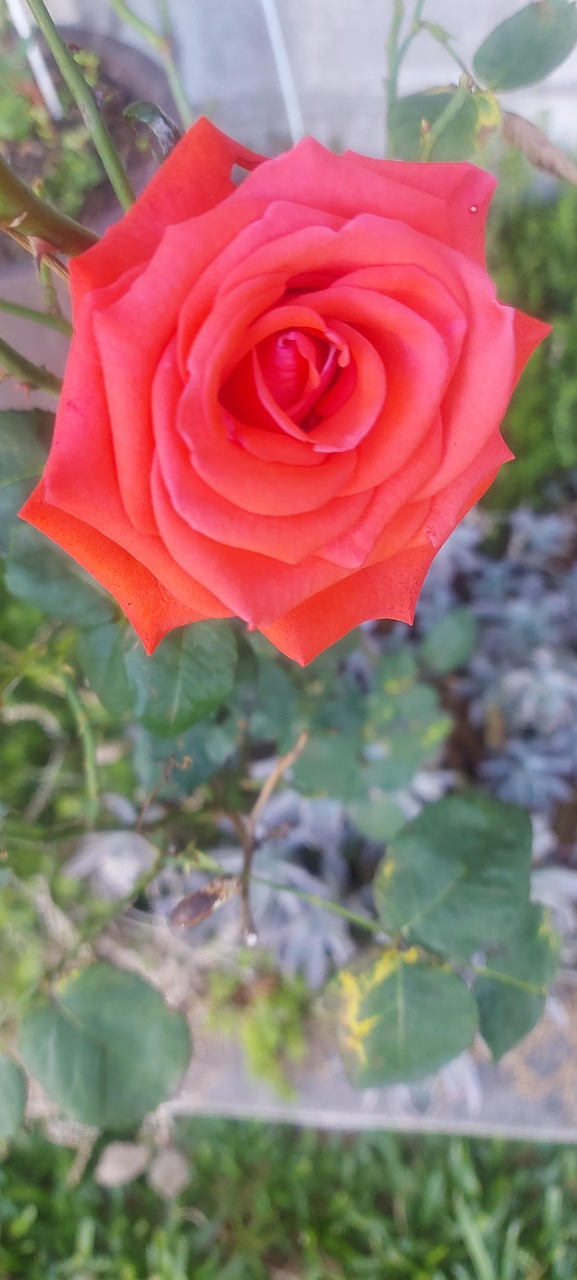 Garten Blume Rosa - Kostenloses Foto auf Pixabay - Pixabay