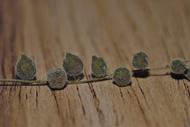 Burr Nature Seed - Free photo on Pixabay - Pixabay