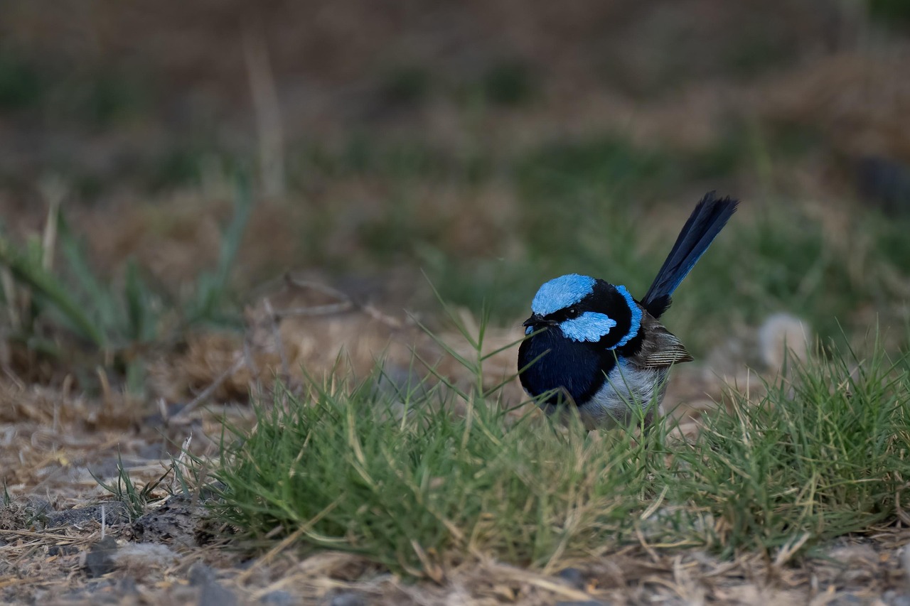 Superb Fairywren Bird Animal - Free photo on Pixabay - Pixabay