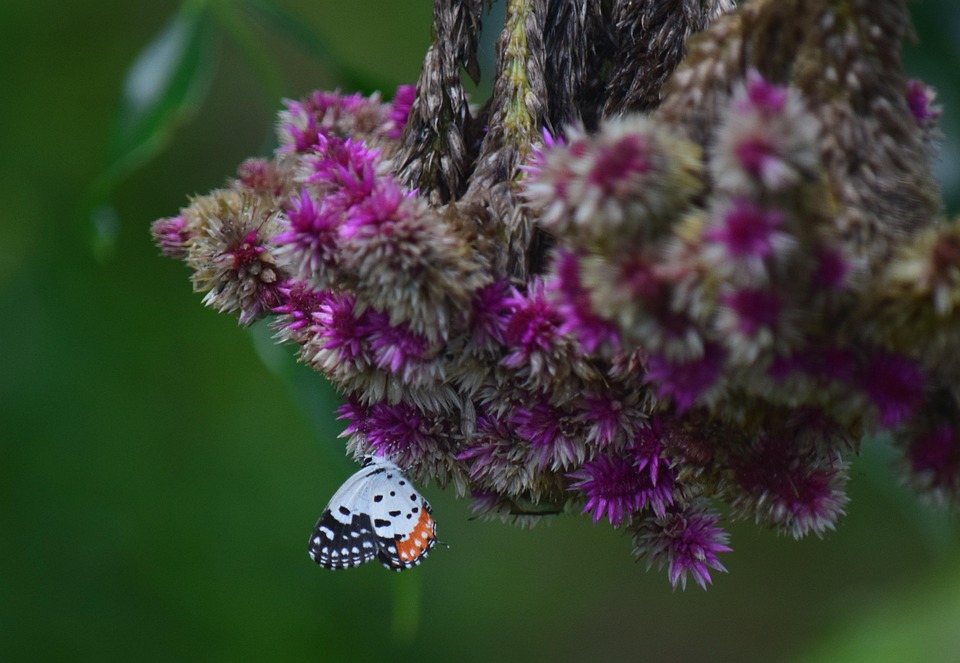 Fleur Nature Papillon - Photo gratuite sur Pixabay