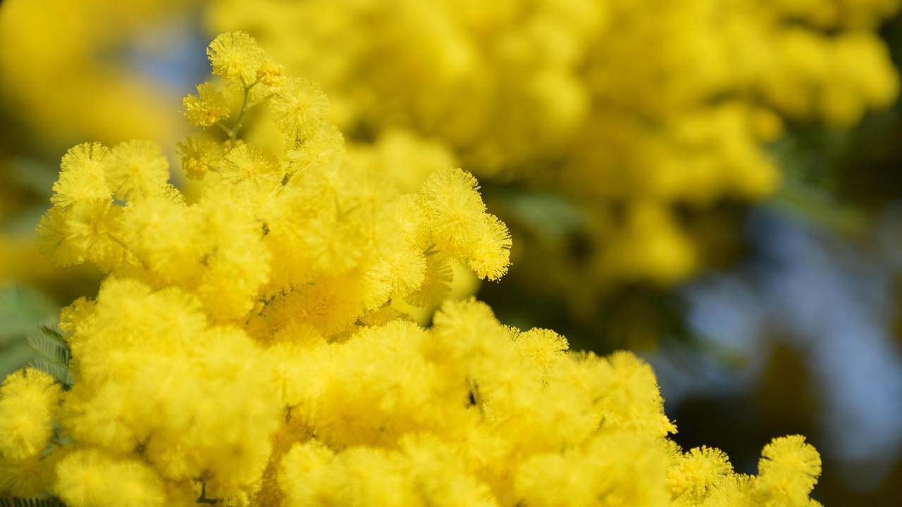Mimosa Amarillo - Foto gratis en Pixabay - Pixabay