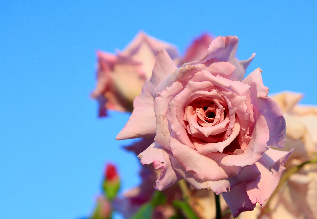 Rose Rose-Color Pink - Free photo on Pixabay
