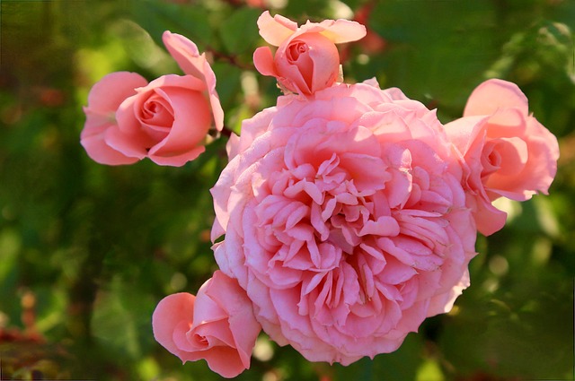 Rose Bourgeon De Roses - Photo gratuite sur Pixabay - Pixabay