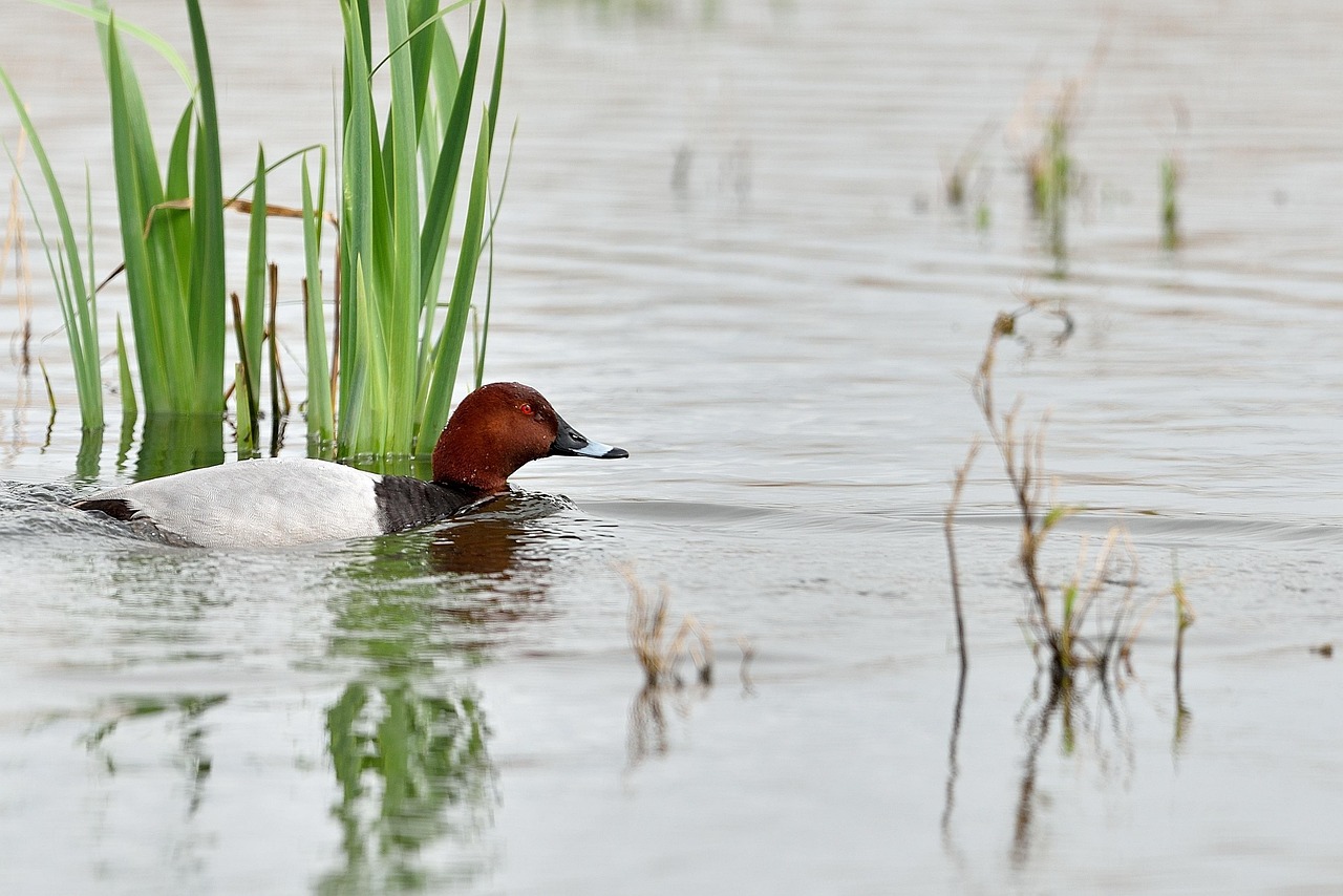 Bird Duck Ornithology - Free photo on Pixabay - Pixabay