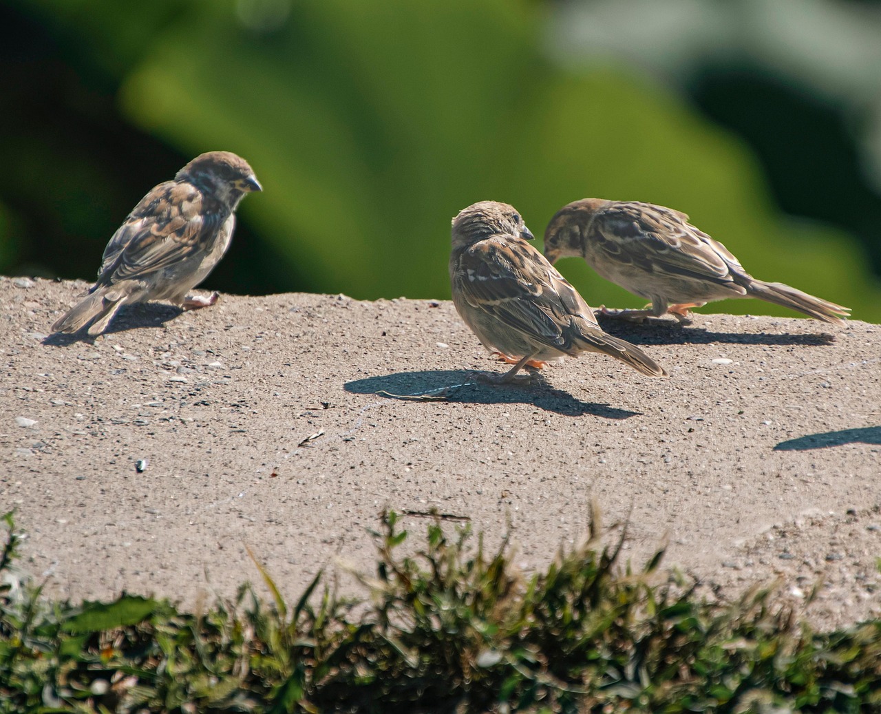 Pardais Pássaros Sentado - Foto gratuita no Pixabay - Pixabay
